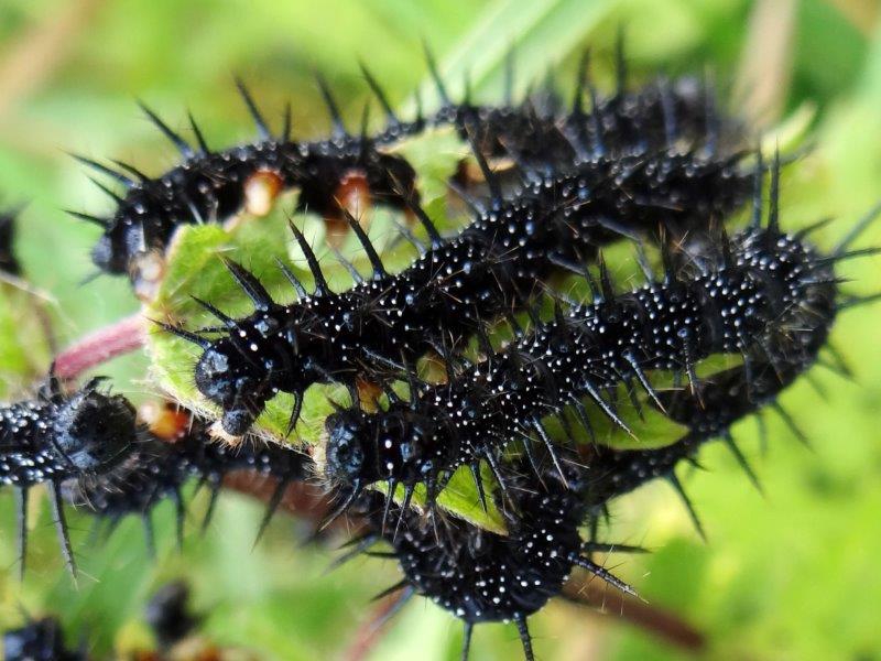 Edelfalter - Das Naturschutzgebiet Emsdettener Venn
